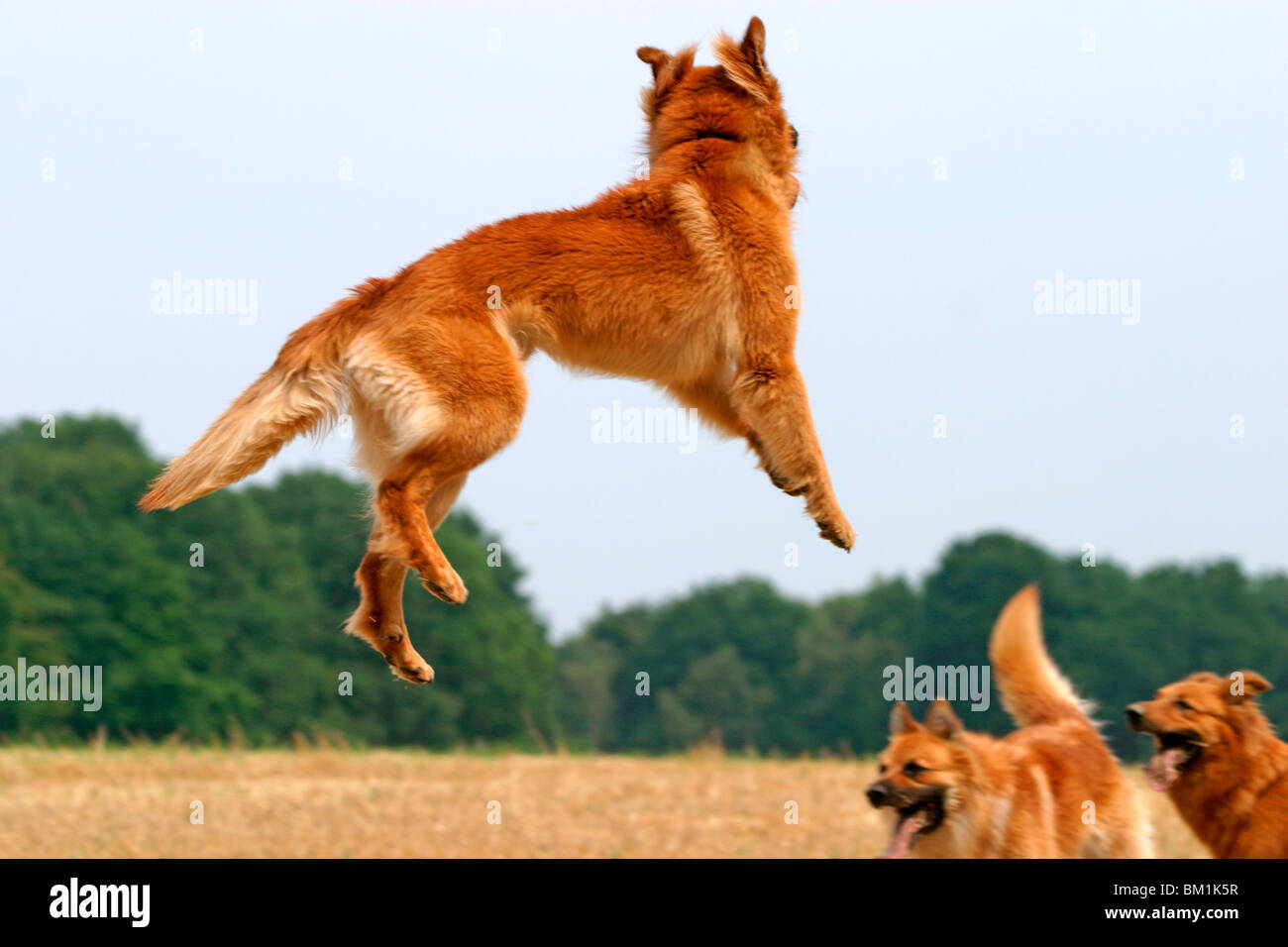 springender / jumping Harzer Fuchs Stock Photo - Alamy