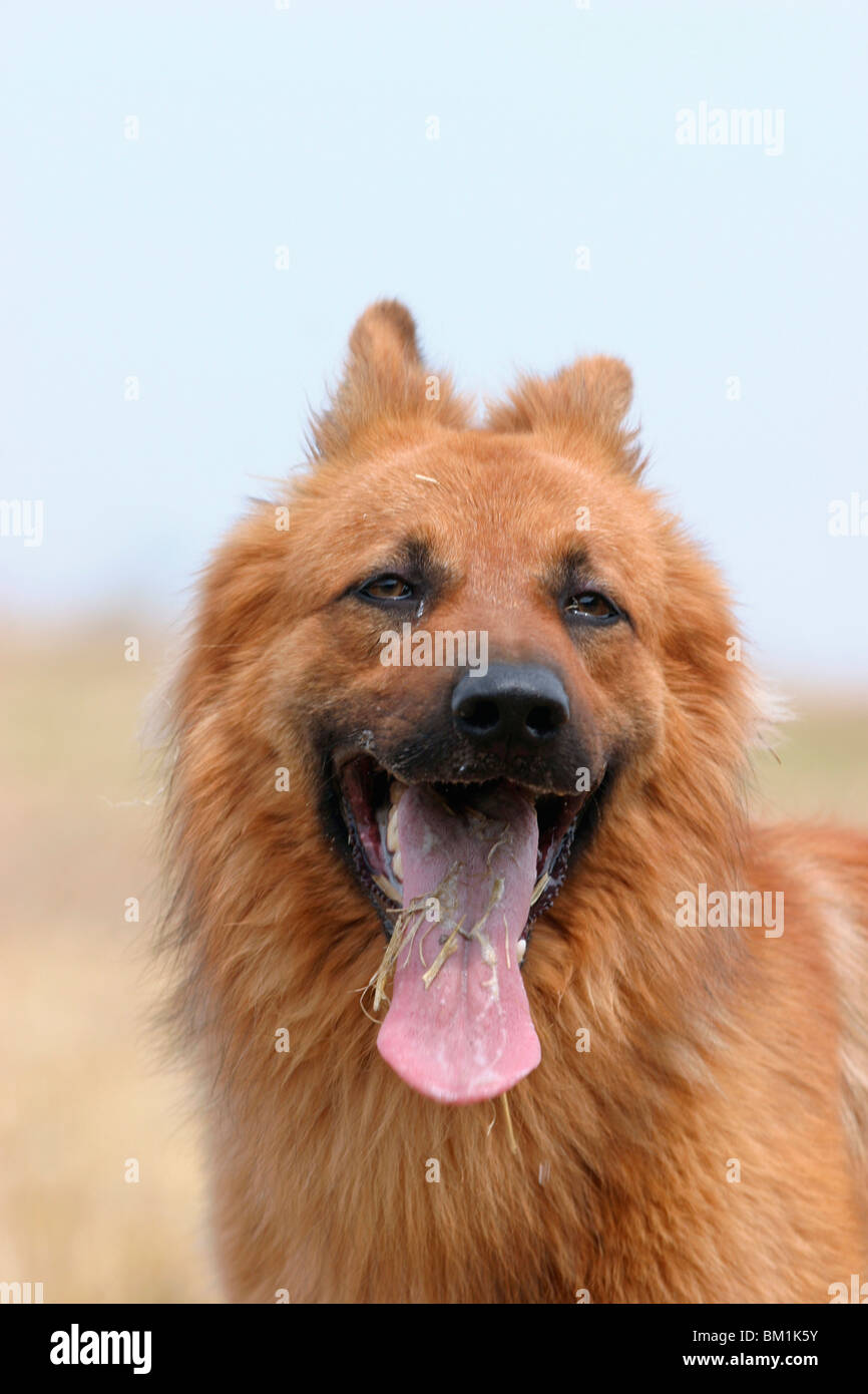 Harzer Fuchs Portrait Stock Photo - Alamy