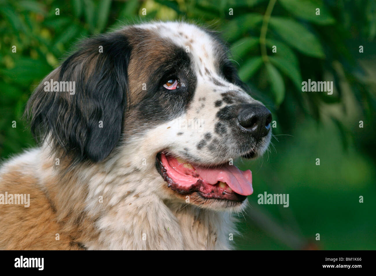 Moskauer Wachhund Portrait / lying moscow watchdog portrait Stock Photo ...