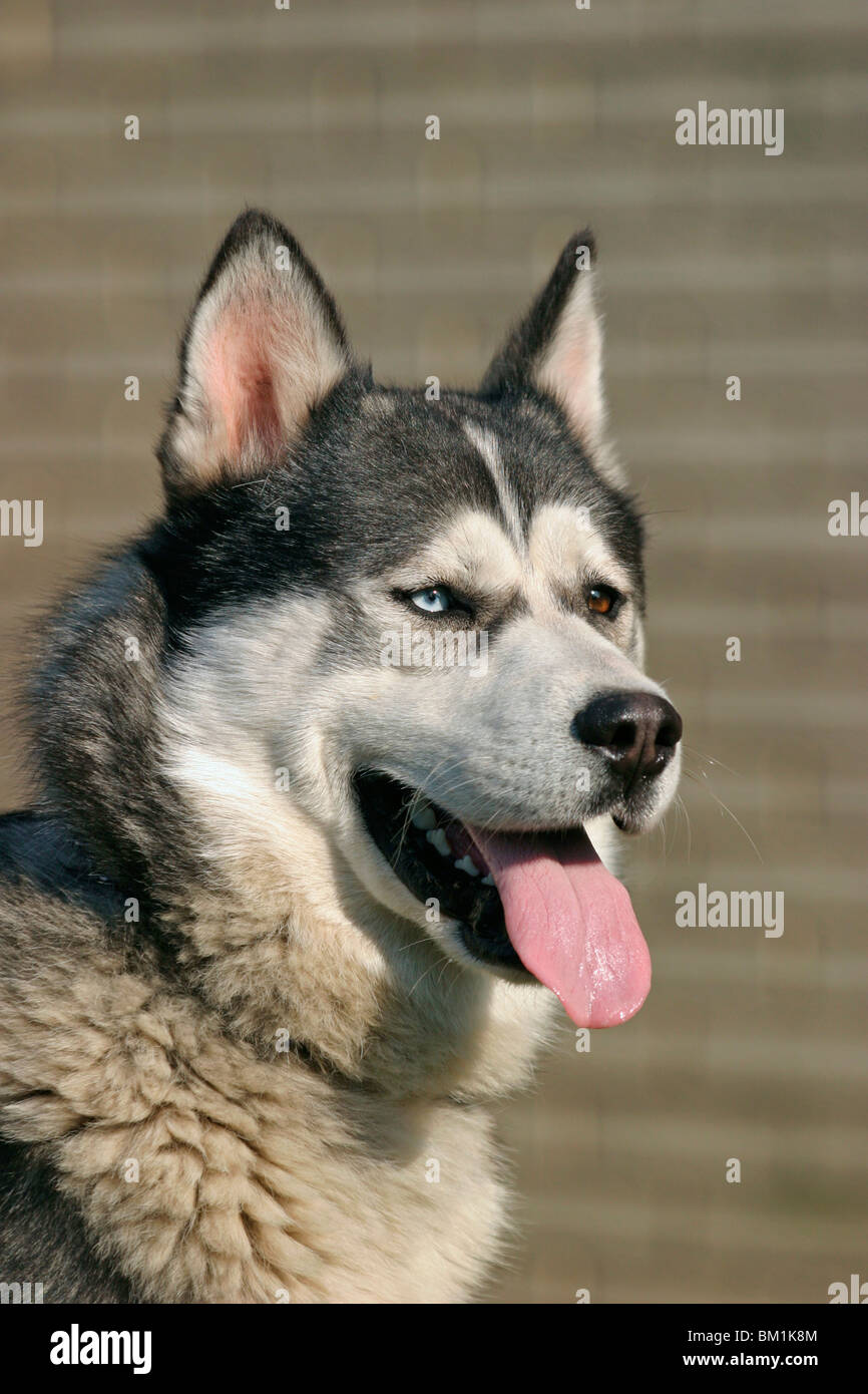 Sibirien Husky Portrait Stock Photo - Alamy