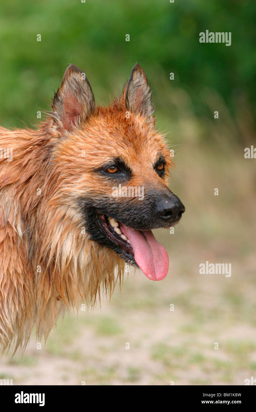 Harzer Fuchs Portrait Stock Photo - Alamy