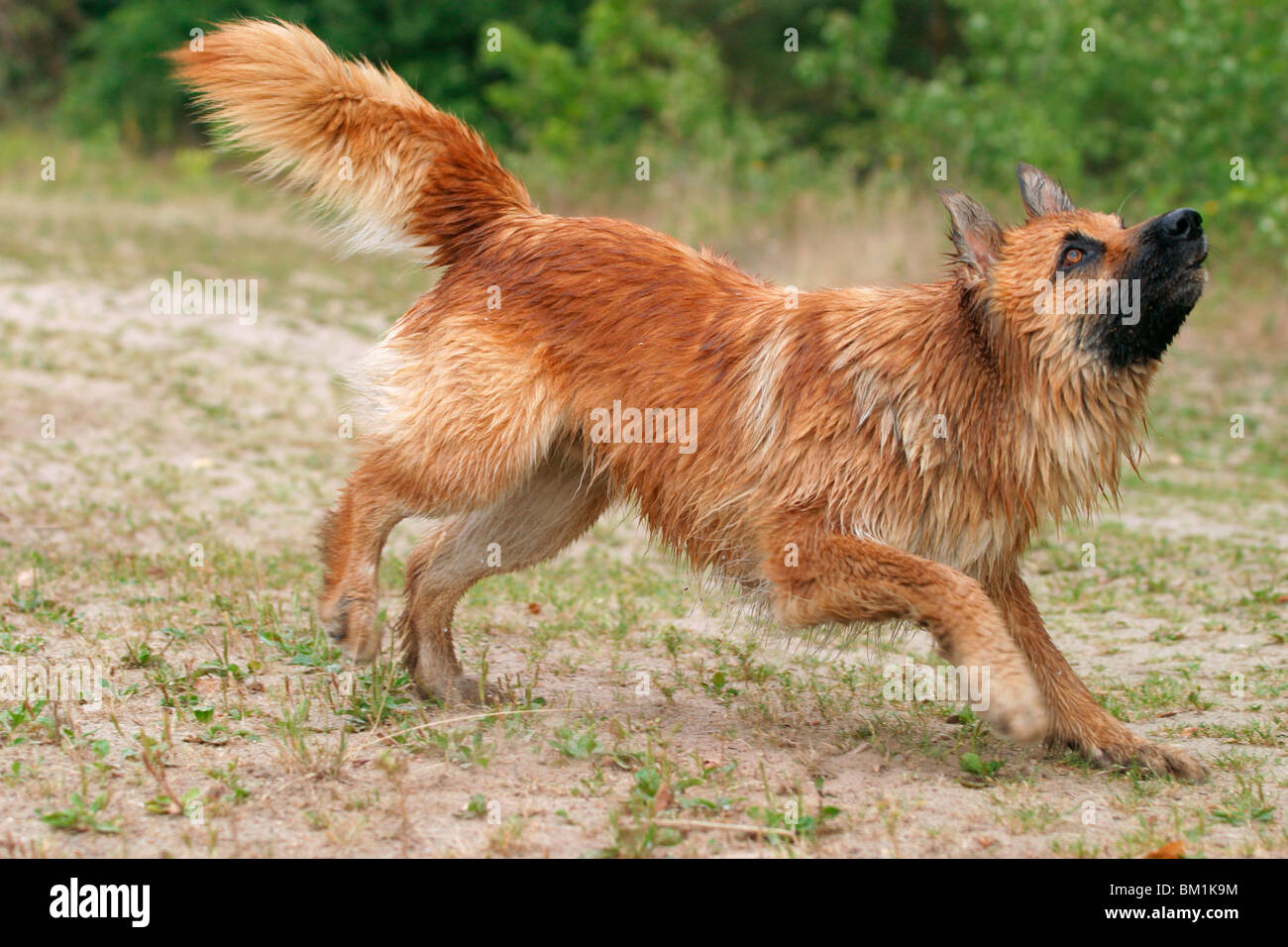 Harzer Fuchs in Bewegung / in action Stock Photo - Alamy
