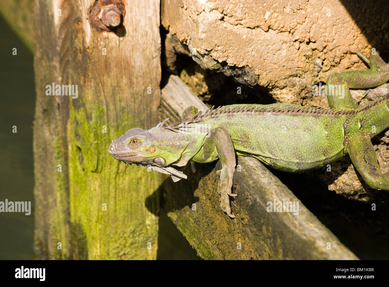Wild Iguana in Key West, Florida Stock Photo - Alamy