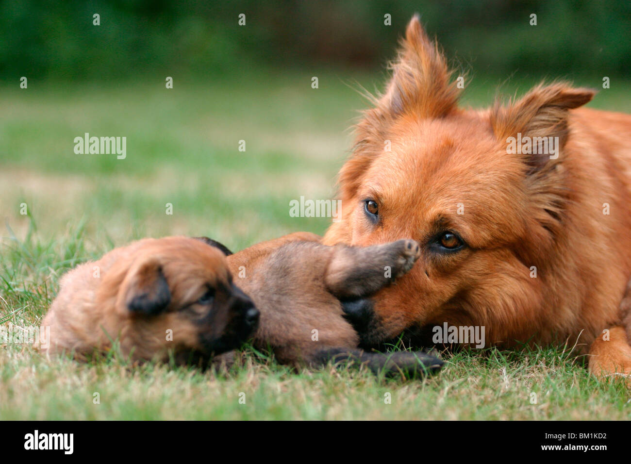 Harzer Fuchs Mutter & Welpe / mother & puppy Stock Photo - Alamy