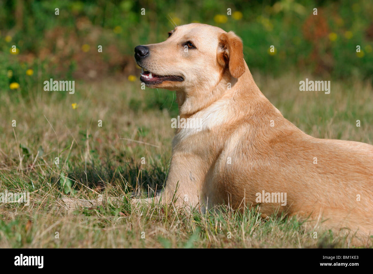 Labrador Mischling / Labrador Mongrel Stock Photo - Alamy