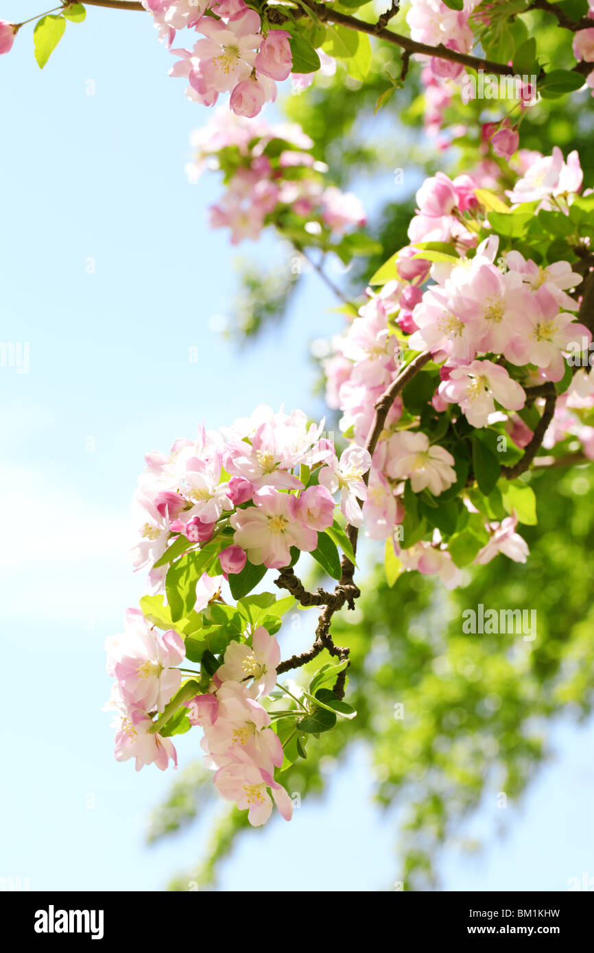 Horizontal flower branch hi-res stock photography and images - Alamy