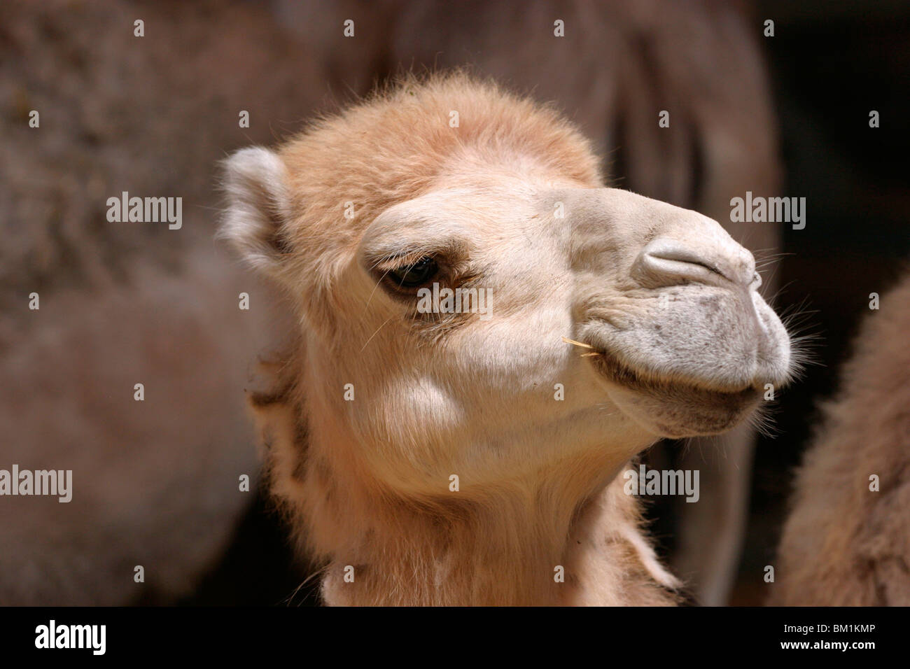 Kopf sonne hi-res stock photography and images - Alamy