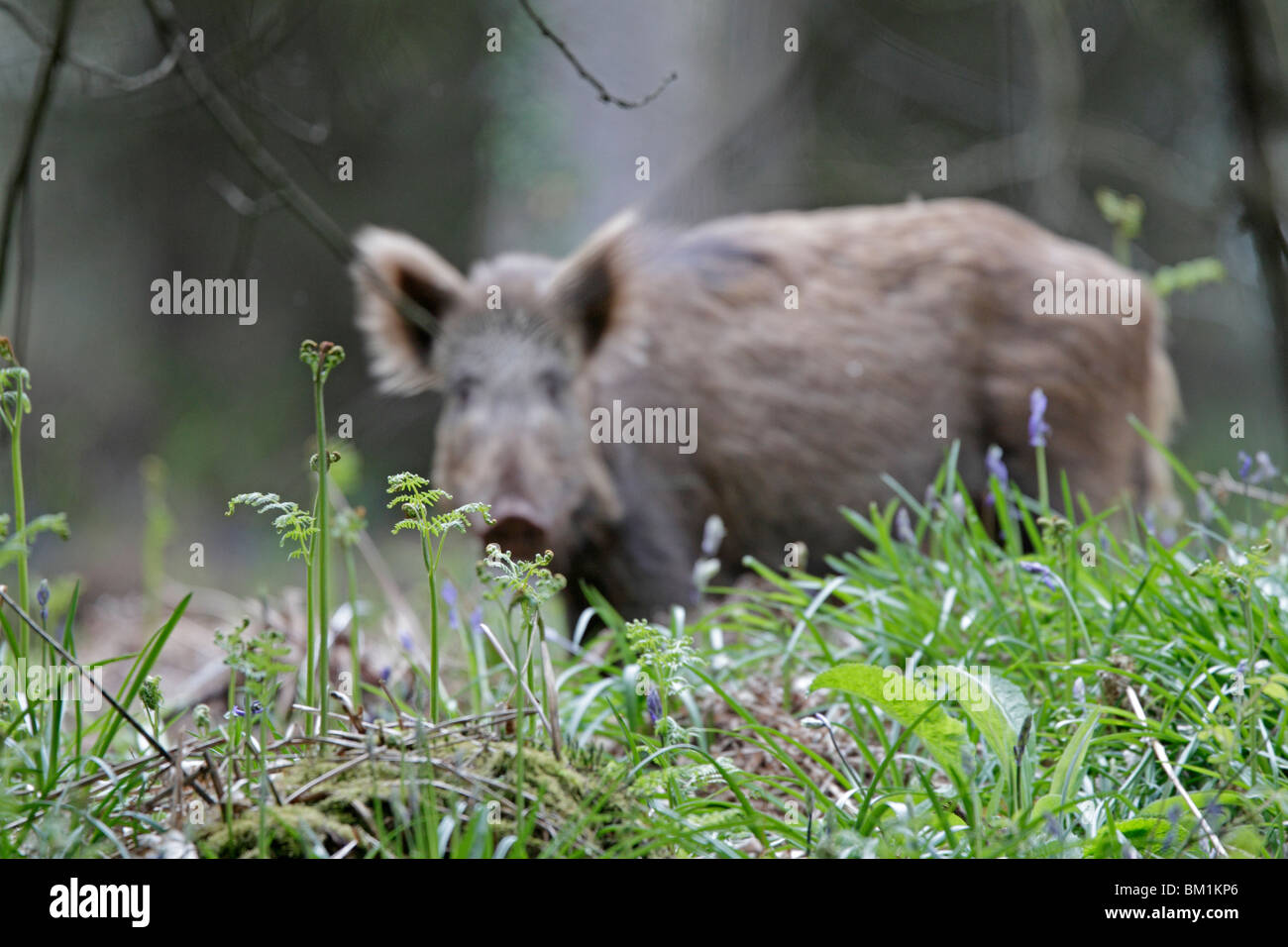 Female Wild Boar in the Forest of Dean Stock Photo - Alamy