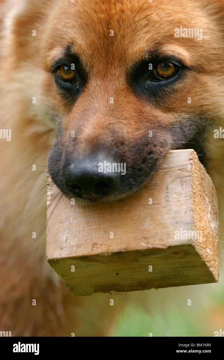 Harzer Fuchs Portrait Stock Photo - Alamy