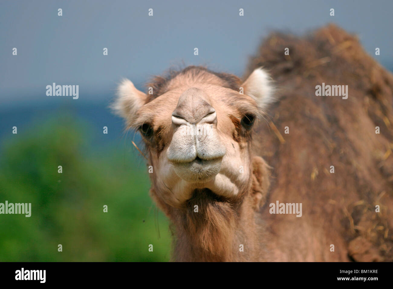 Kopf eines Dromedares / Dromedary head Stock Photo - Alamy