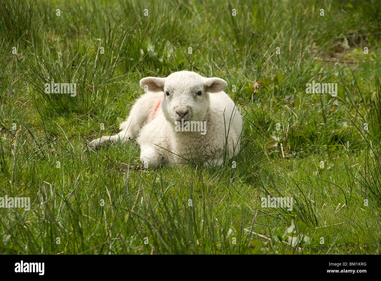 Spring lamb relaxing in field Stock Photo - Alamy