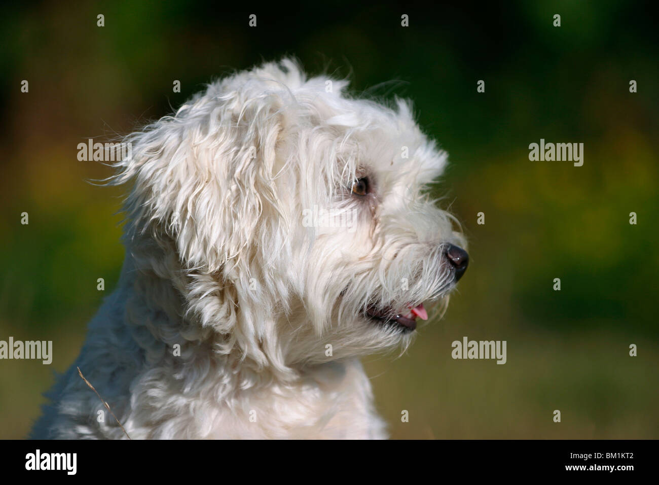 Malteser / Maltese Portrait Stock Photo - Alamy
