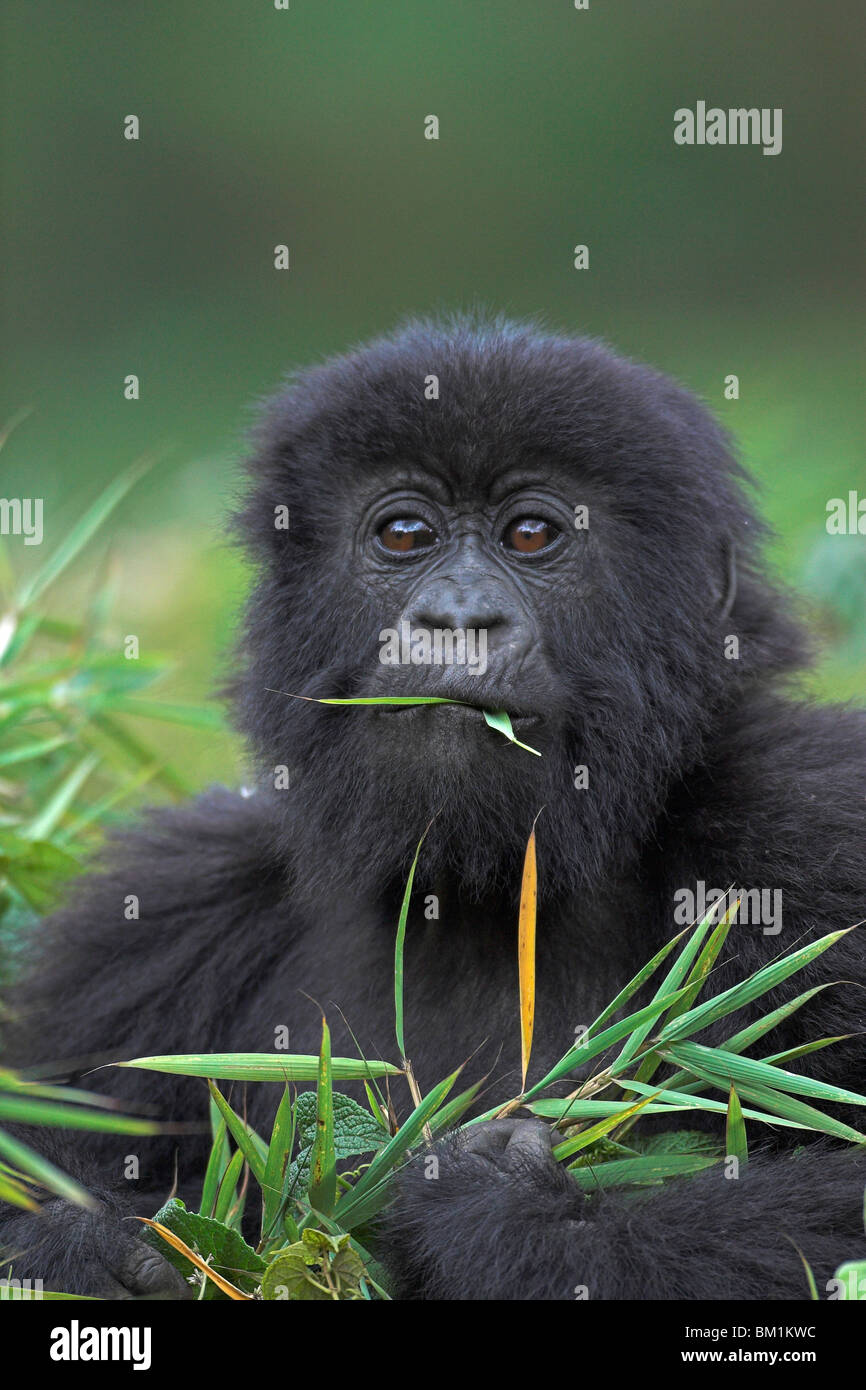 Mountain Gorilla Gorilla Beringei young gorilla feeding in bamboo ...