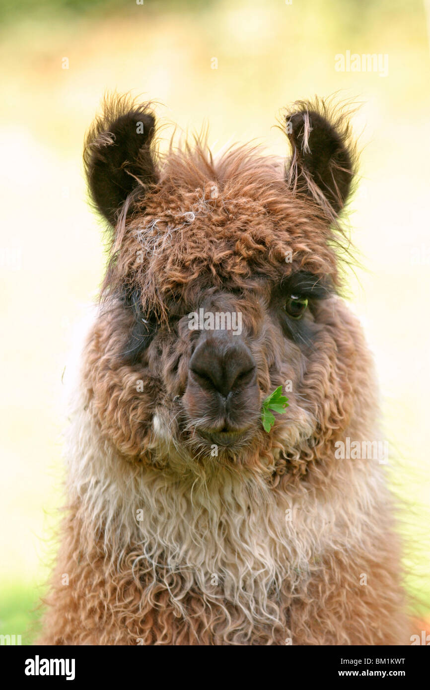 Vorn kopf hi-res stock photography and images - Alamy