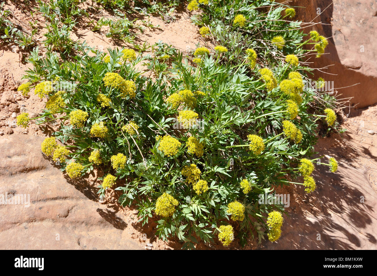 Biscuitroot hi-res stock photography and images - Alamy