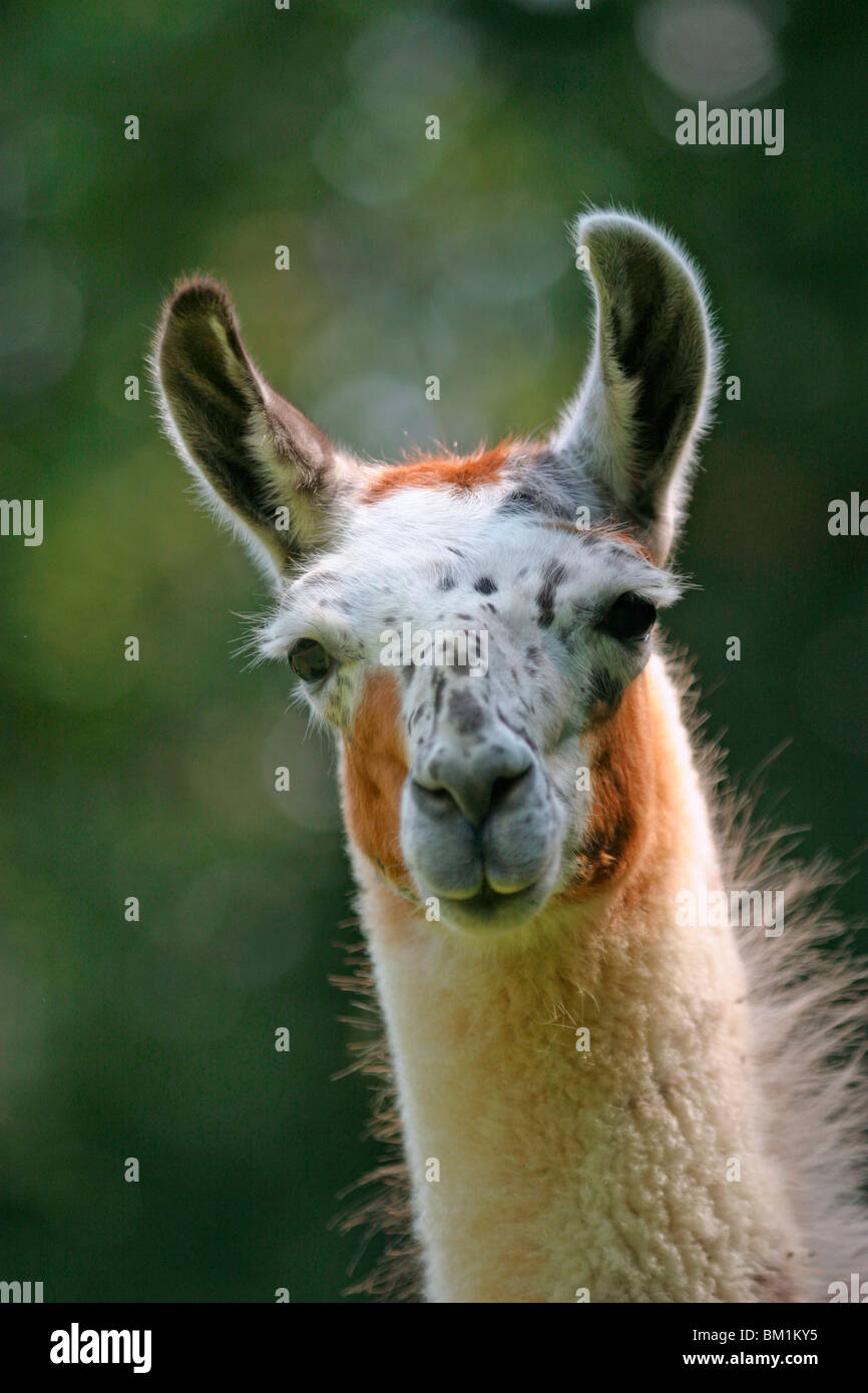 Wilde animal hi-res stock photography and images - Alamy