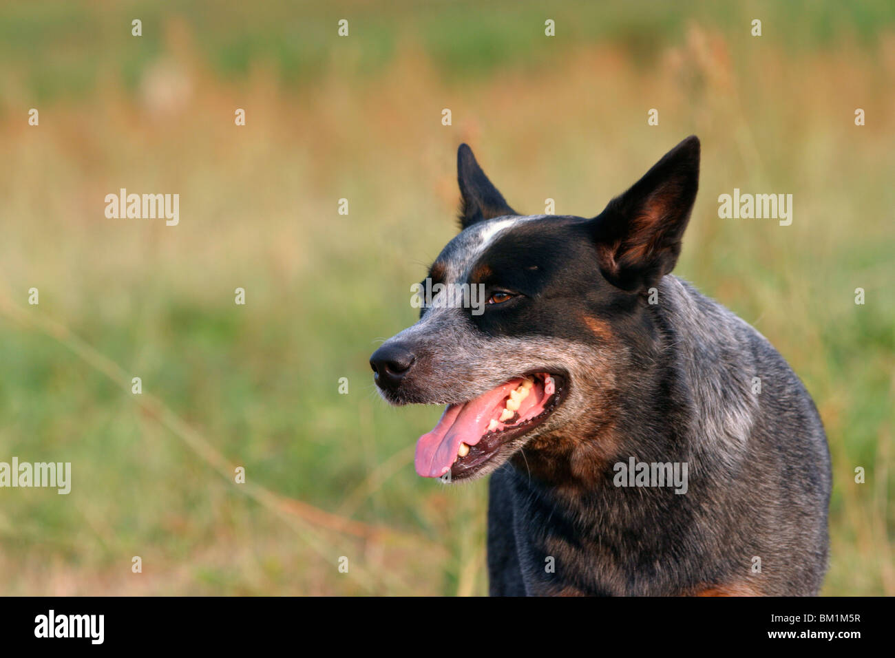 Blue heeler cattle dog australia hi-res stock photography and images ...