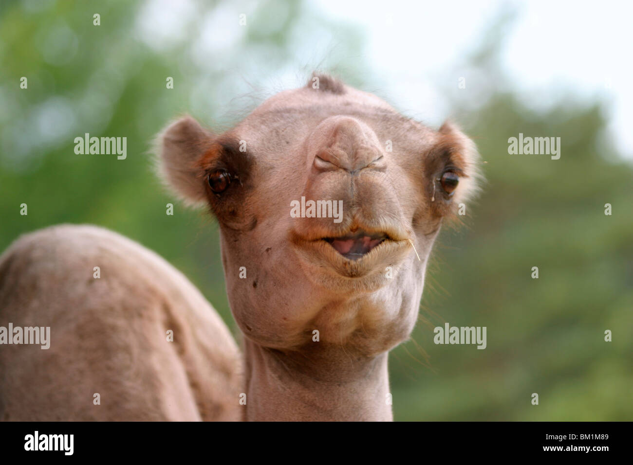 Dromedare hi-res stock photography and images - Alamy