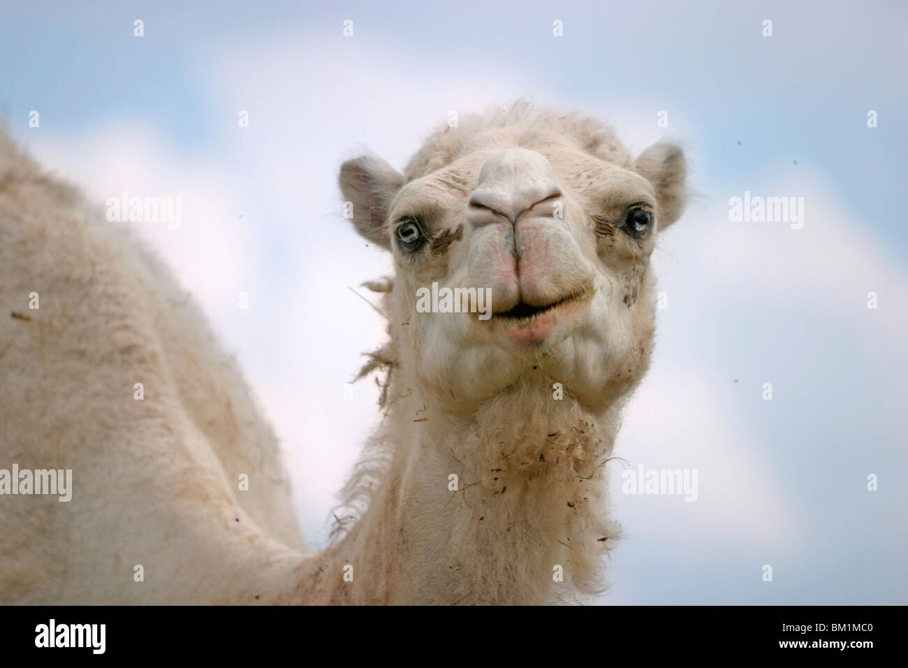 Dromedarys hi-res stock photography and images - Alamy