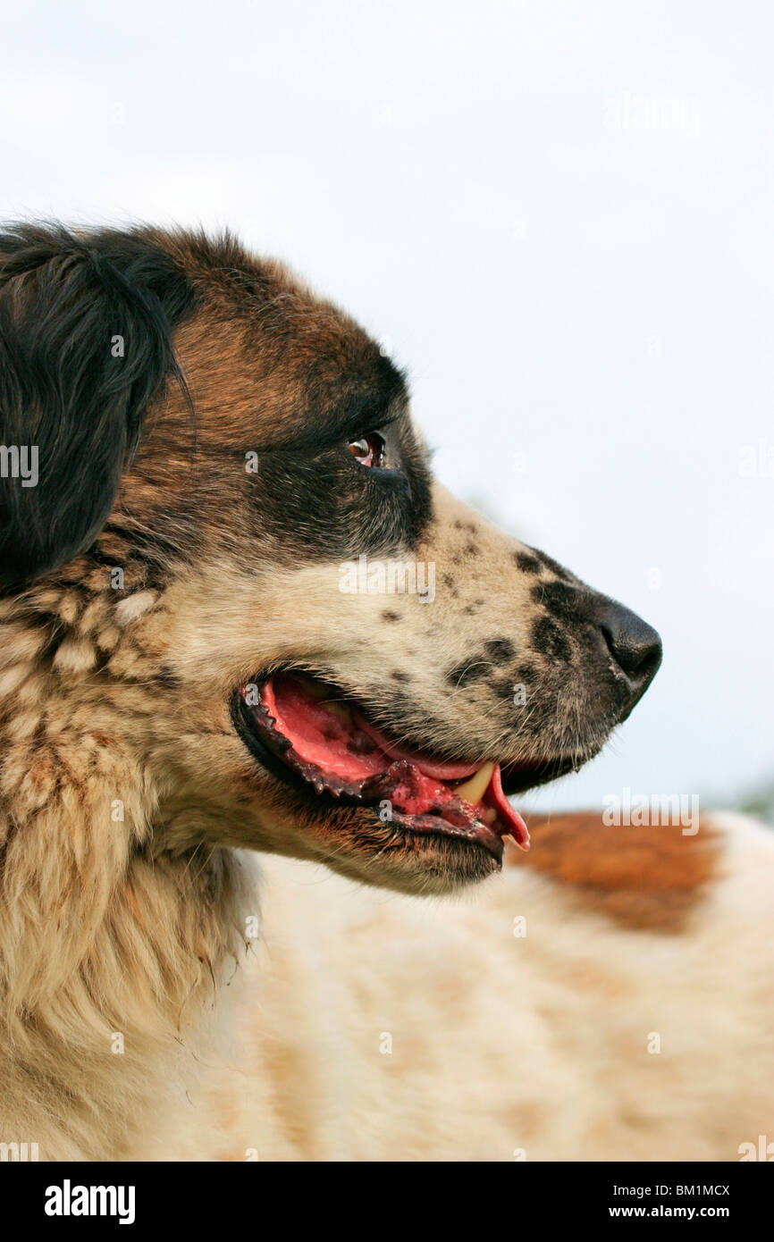 Moskauer wachhund moscow watchdog hi-res stock photography and images ...