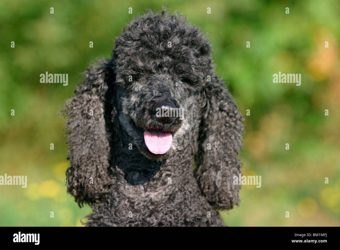 Pudel hi-res stock photography and images - Alamy