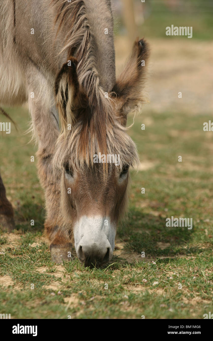 Esel / donkey Stock Photo - Alamy
