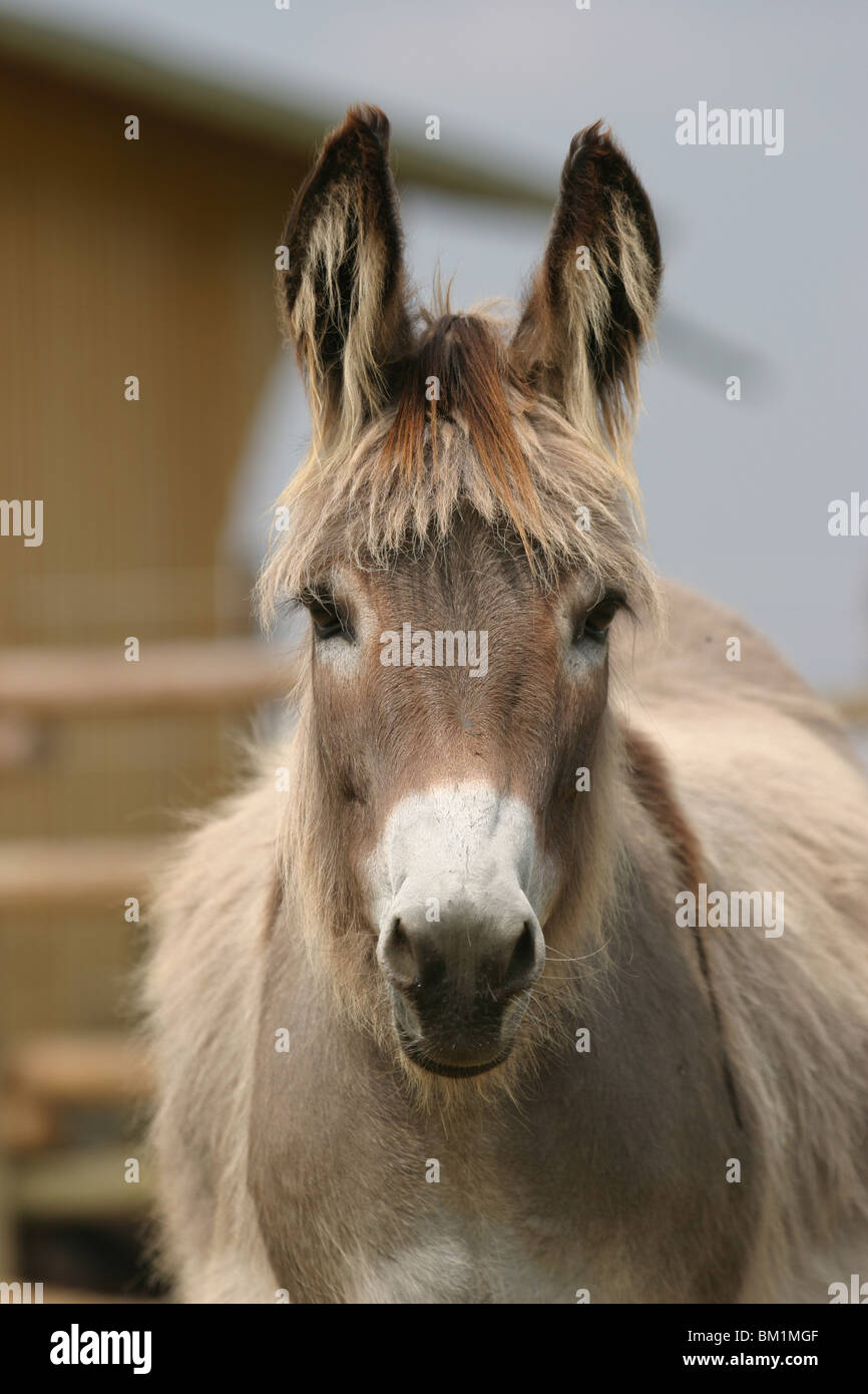 Esel / Donkey Portrait Stock Photo - Alamy