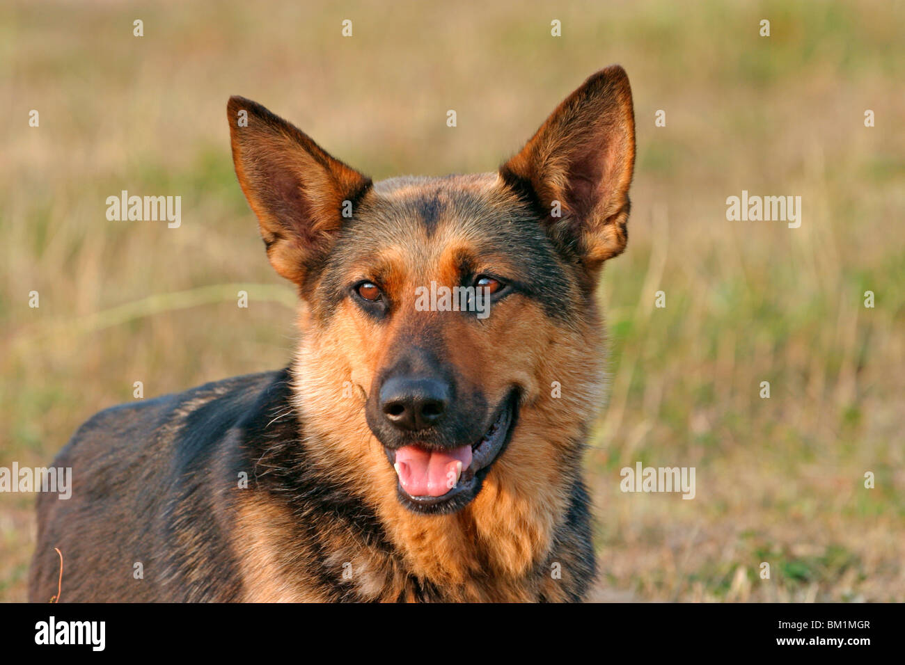 Deutscher Schäferhund im Portrait / German Shepherd Portrait Stock ...