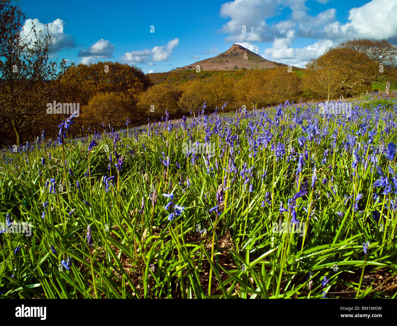 Spring bluebells at Newton Woods Roseberry Topping, North Yorkshire ...