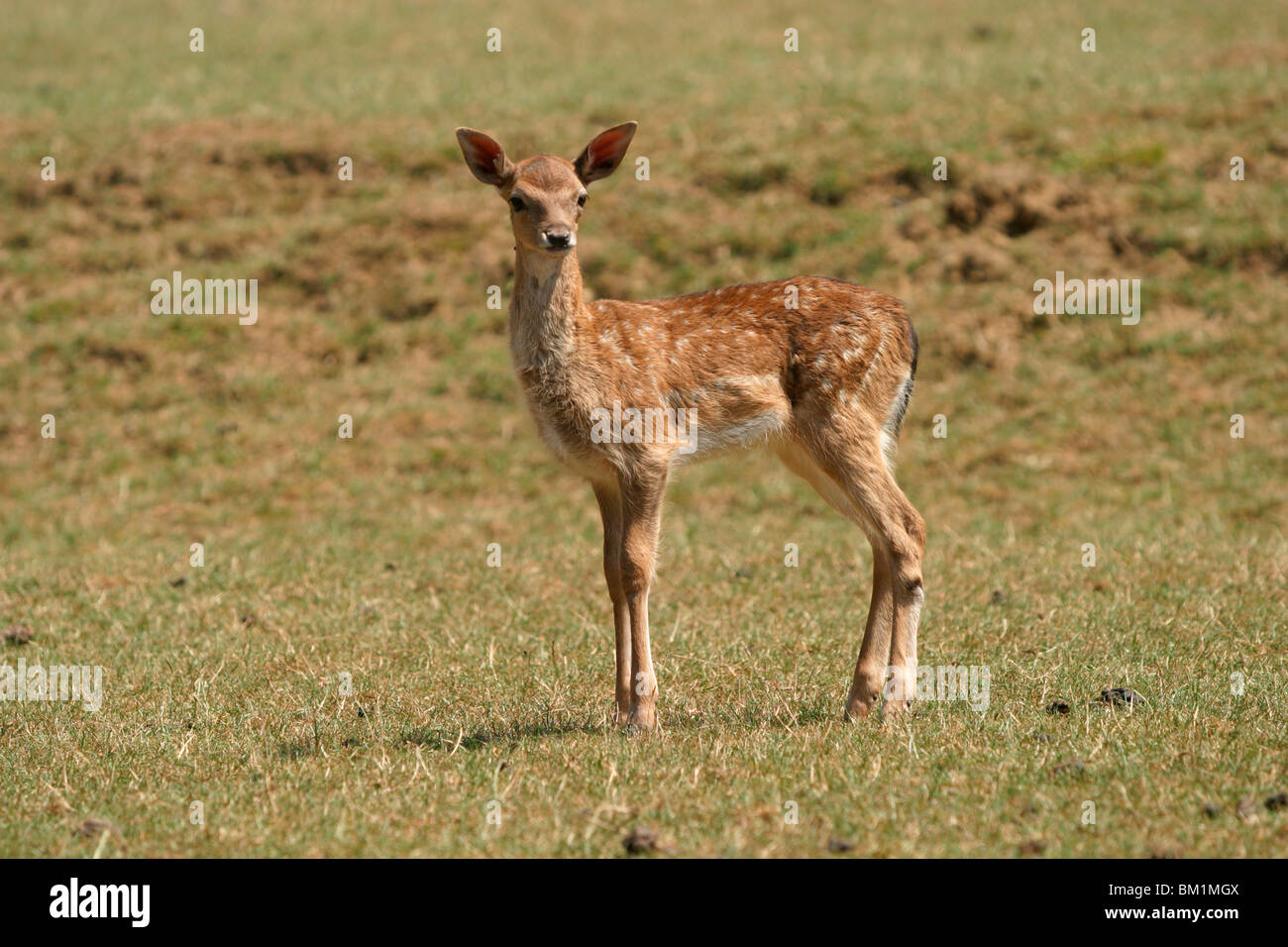 Damwild / fallow deer Stock Photo - Alamy