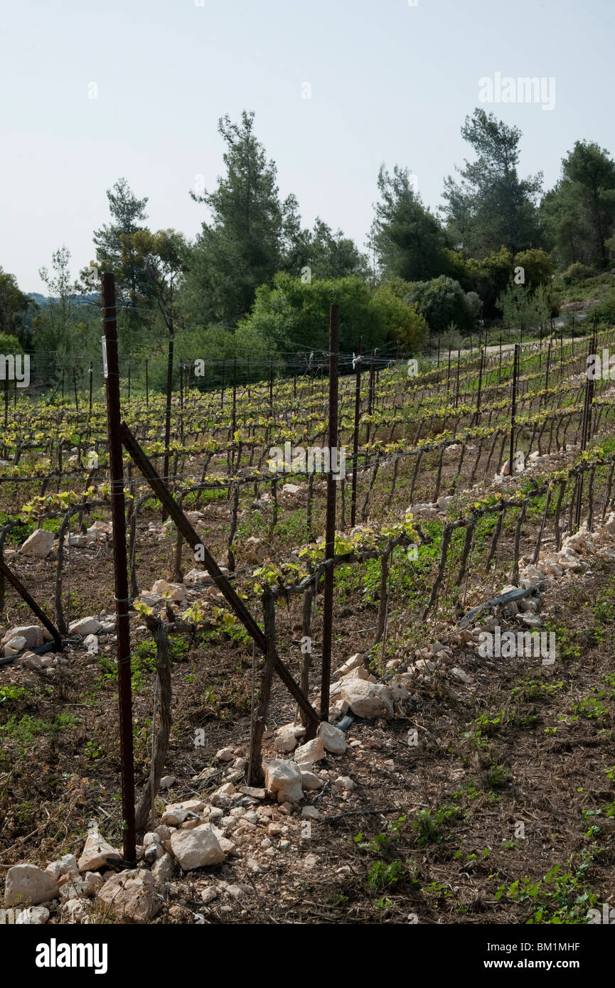 Israel, Judea Mountains, Grape vines in a vineyard Stock Photo - Alamy
