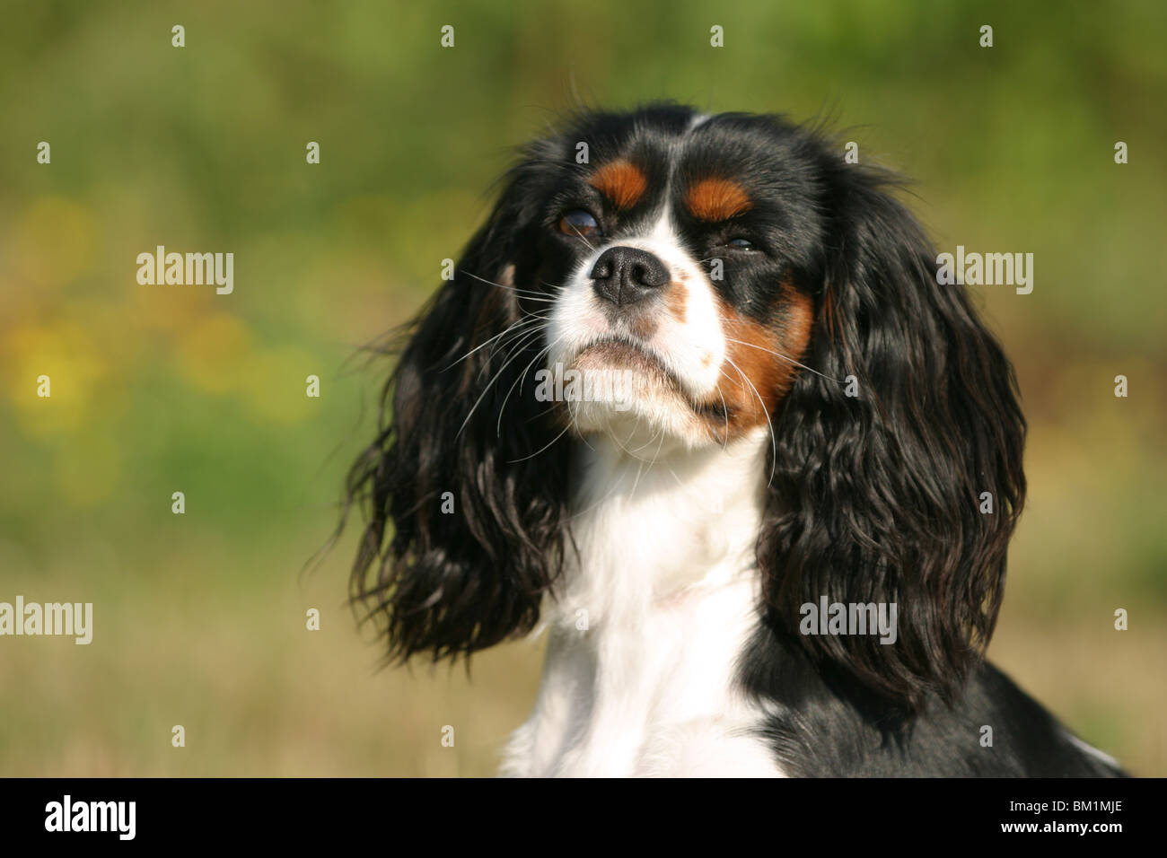 Cavalier King Charles Portrait Stock Photo - Alamy