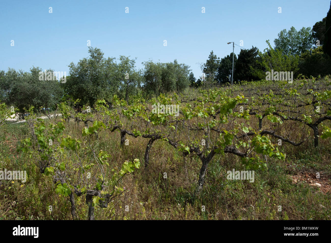 Israel, Judea Mountains, Grape vines in a vineyard Stock Photo - Alamy