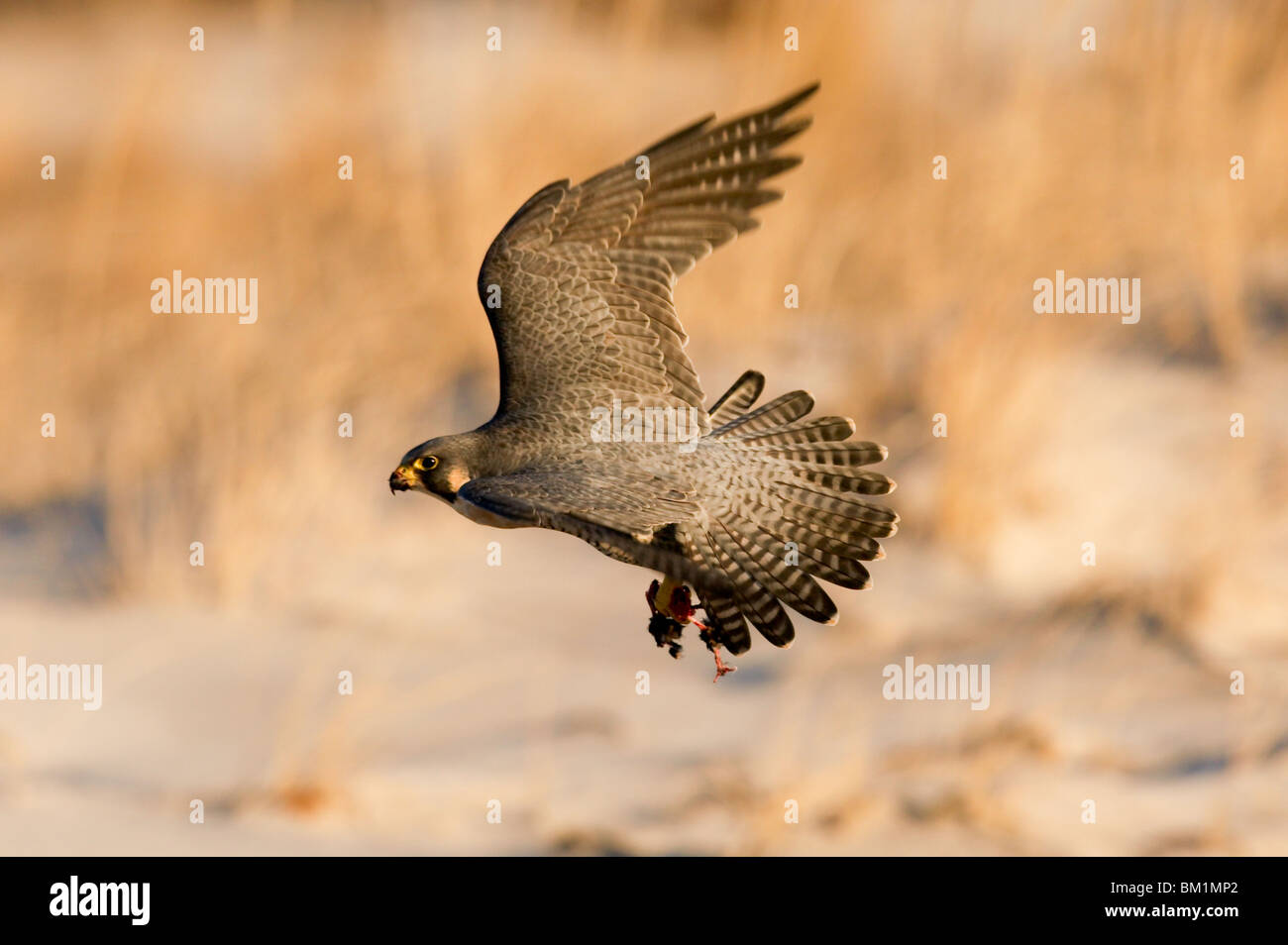 Peregrine Falcon in flight at dawn on the beach with prey in its talons ...