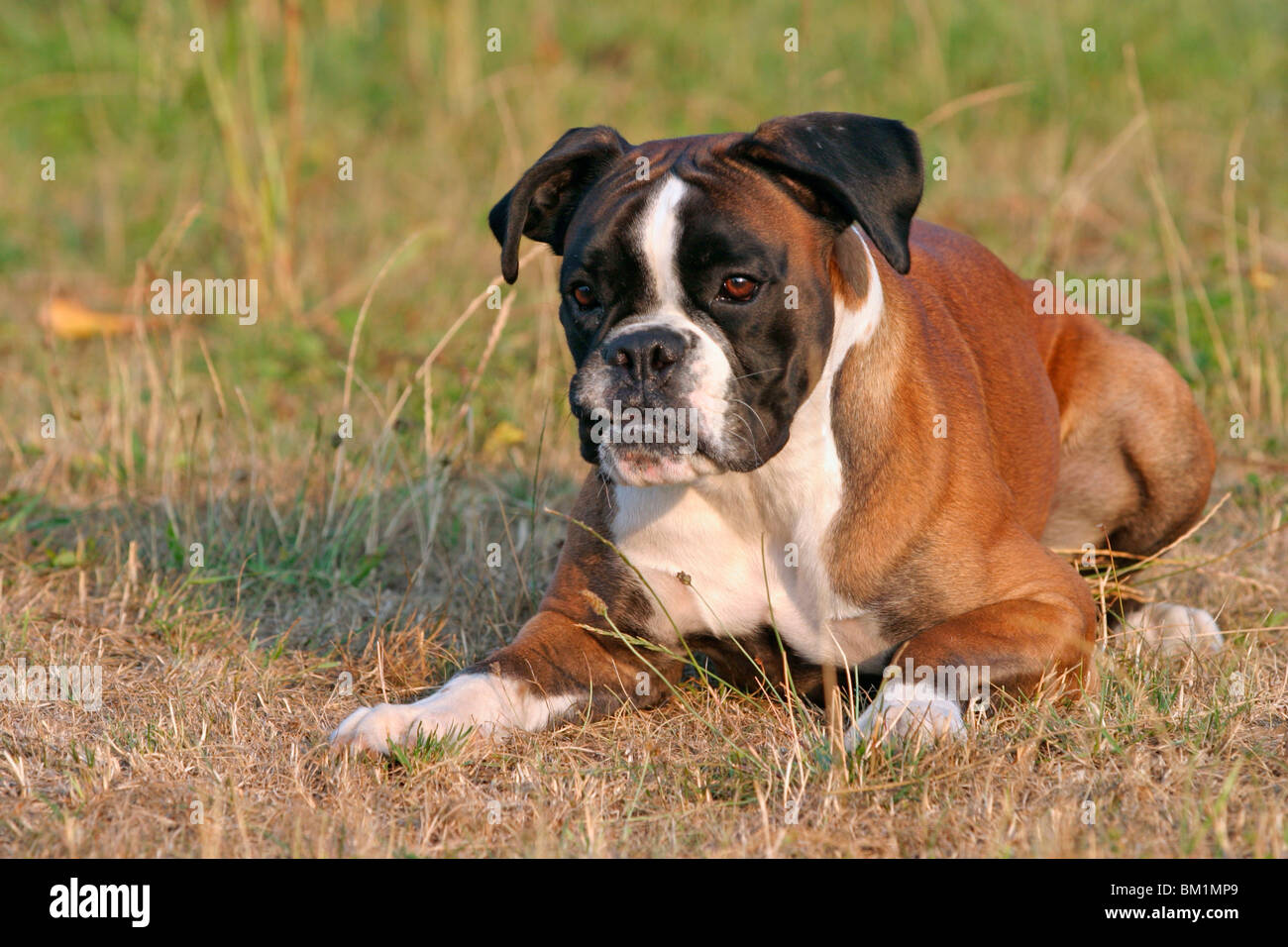 liegender Deutscher Boxer / lying boxer Stock Photo - Alamy