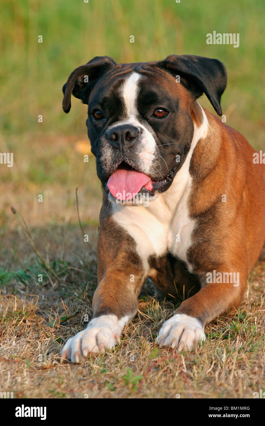 liegender Deutscher Boxer / lying boxer Stock Photo - Alamy