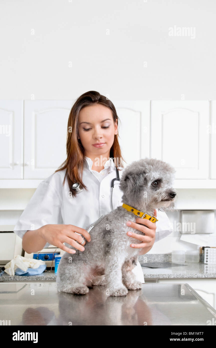 American vet dogs hi-res stock photography and images - Alamy