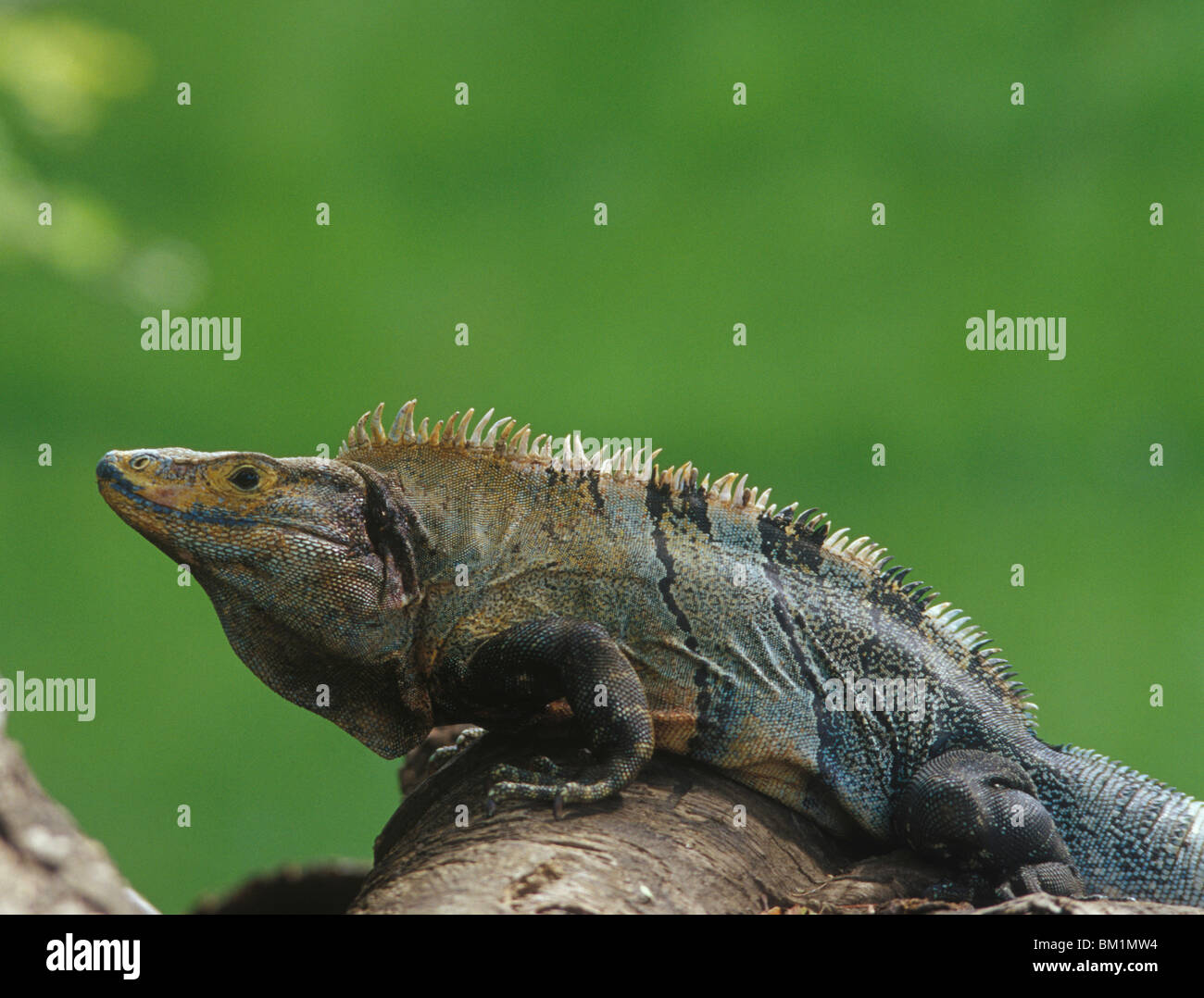 Graceful tree iguana hi-res stock photography and images - Alamy