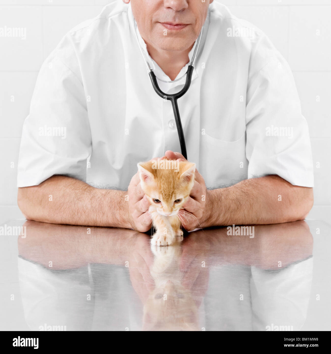 Vet examining a cat Stock Photo - Alamy