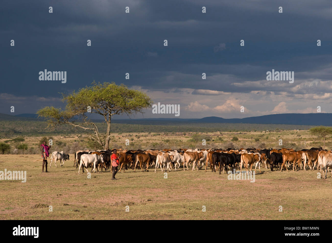 Masai cattle hi-res stock photography and images - Alamy