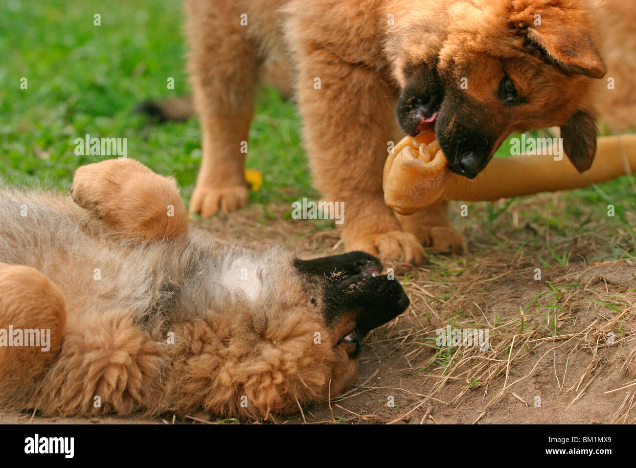 Harzer Fuchs Welpe / Puppy Stock Photo - Alamy