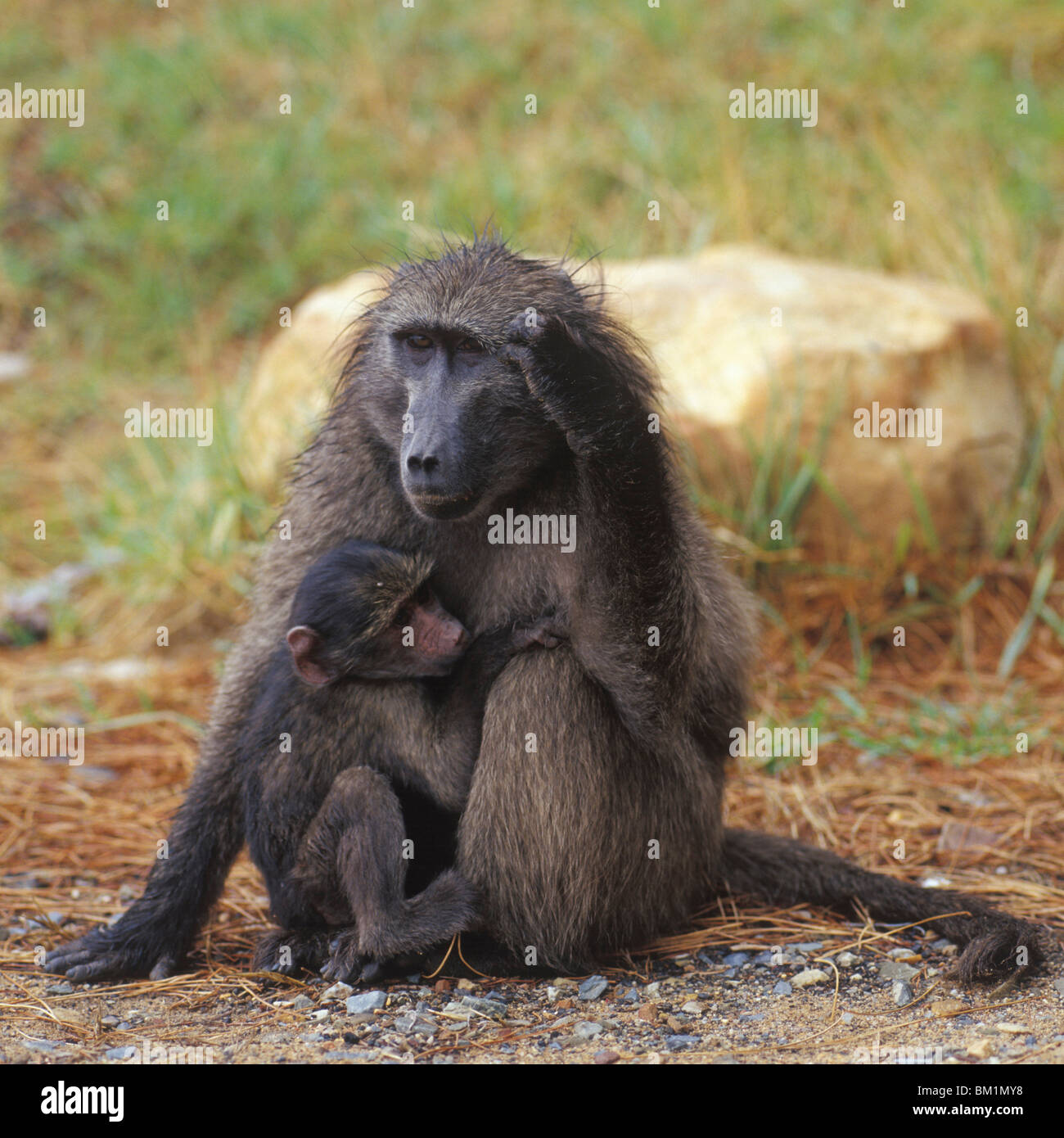 Female Olive baboon Papiocynocephalus anubis with young on back ...