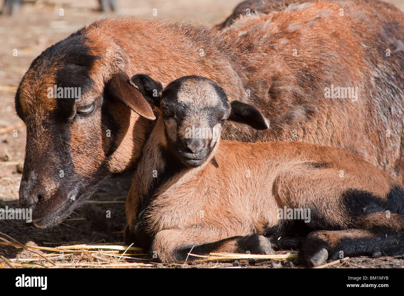 Baby sheep takes after mum! Stock Photo - Alamy
