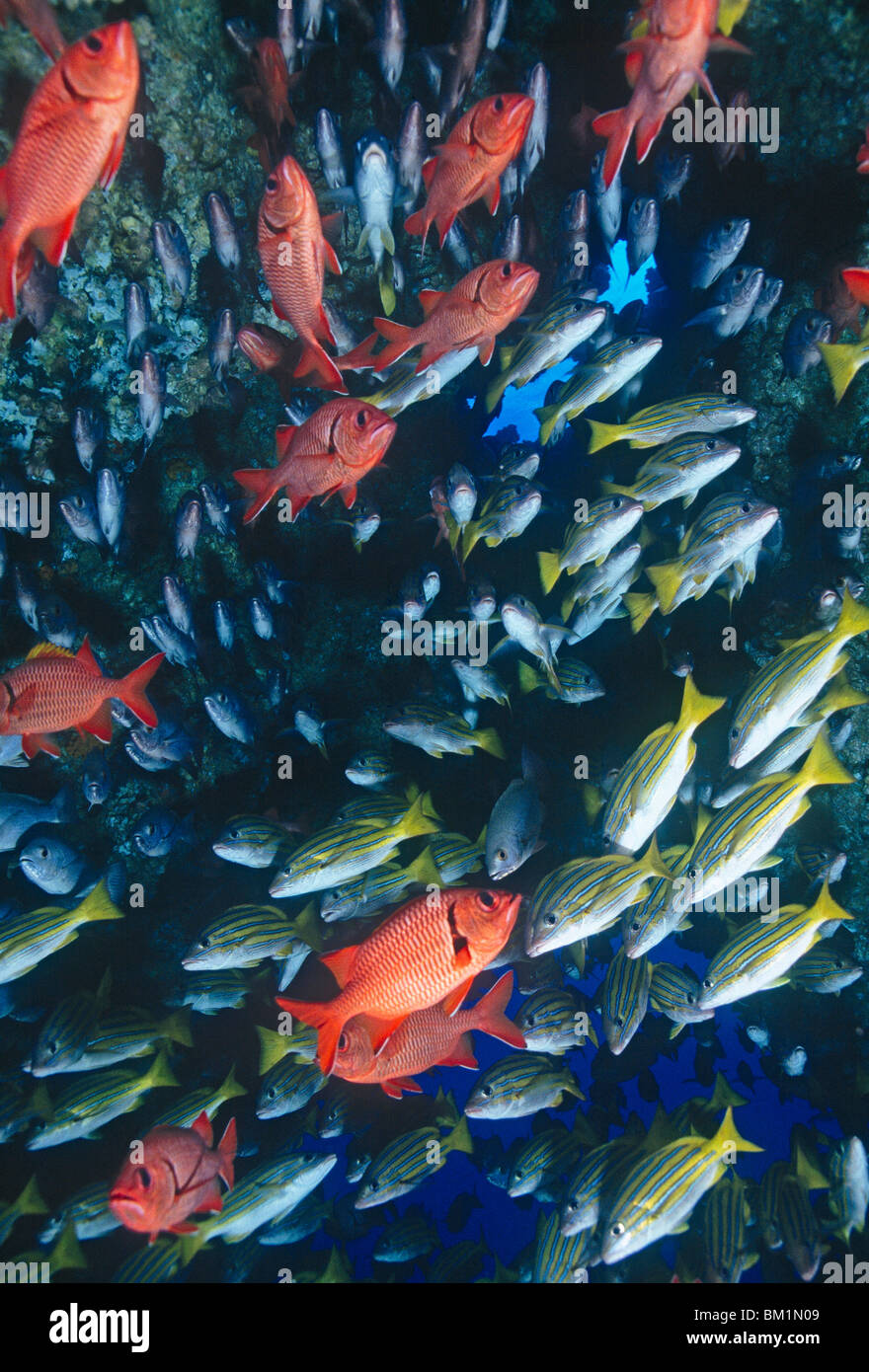 Large schools fish in cave Yellowstripe Snappers Lutjanus kasmira ...