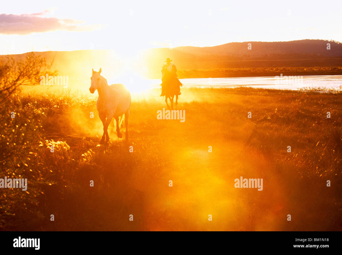 Wild horses horse roundup hi-res stock photography and images - Alamy