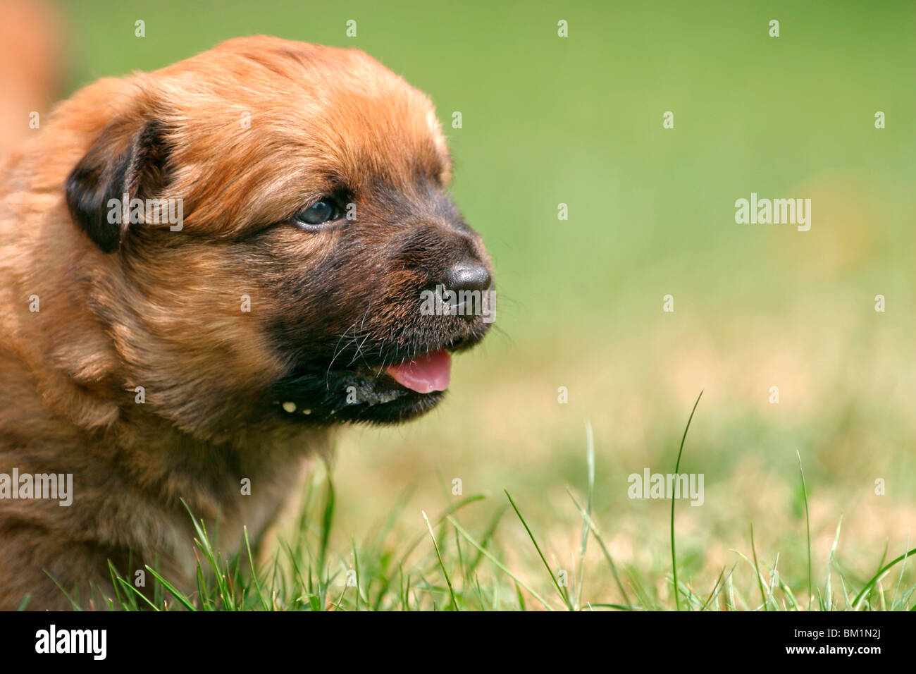 Hund harzer fuchs welpen hi-res stock photography and images - Alamy