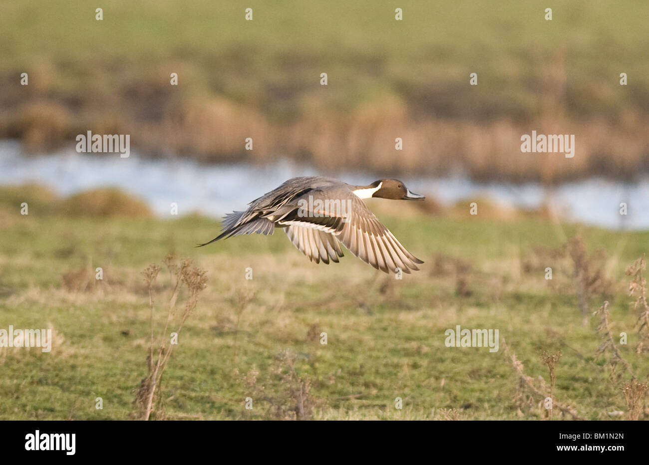 Pintail Wildfowl Duck Shooting Migration Birds Wings Feathers Water ...