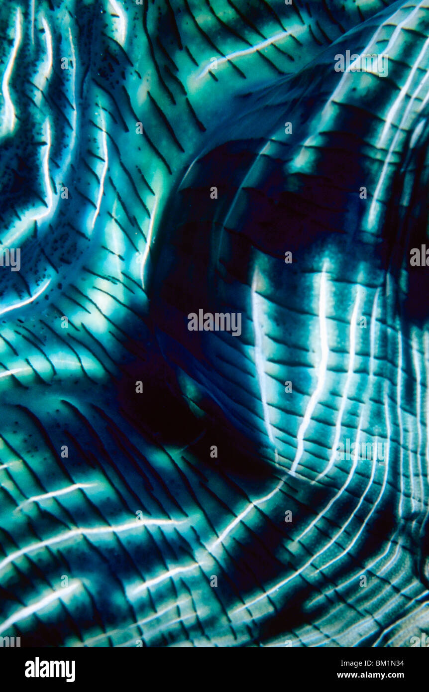 Giant Clam Mantle Macro Tridacna gigas Indo-Pacific Stock Photo - Alamy