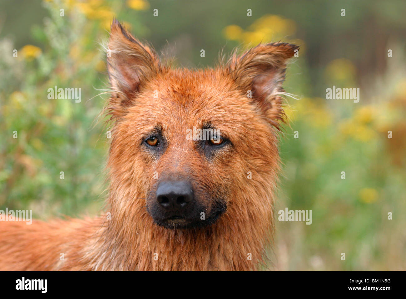 Harzer Fuchs Portrait Stock Photo - Alamy