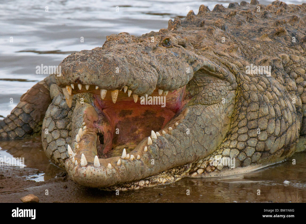 Crocodilus niloticus hi-res stock photography and images - Alamy